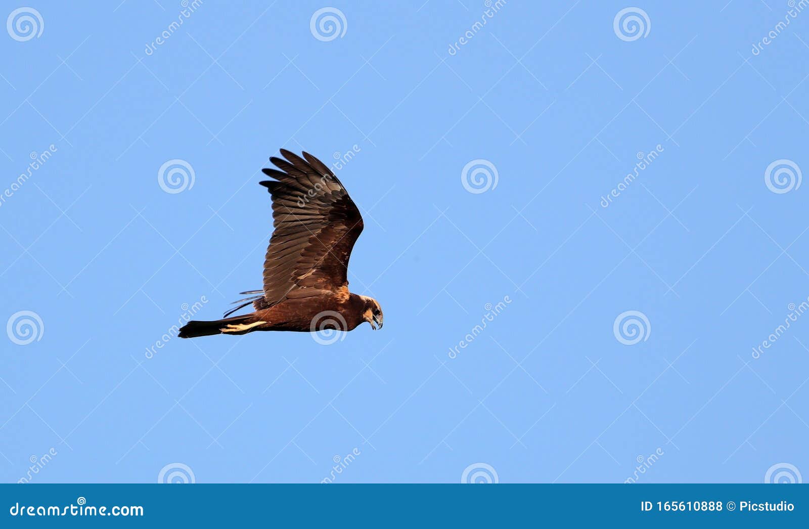 Marsh harrier stock photo. Image of background, bird - 165610888