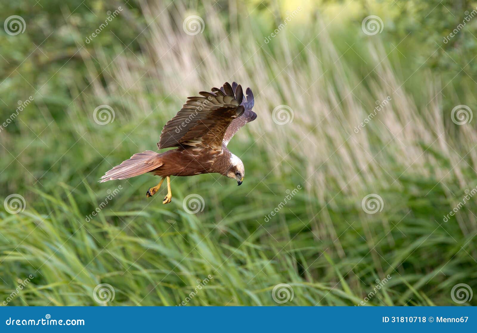 Marsh Harrier stock photo. Image of fauna, environment - 31810718