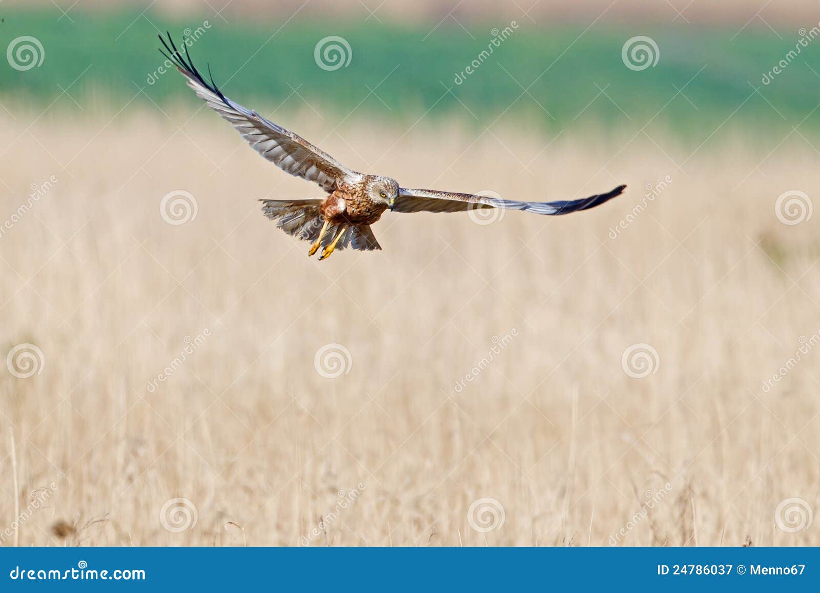 Marsh Harrier in flight stock image. Image of juvenile - 24786037