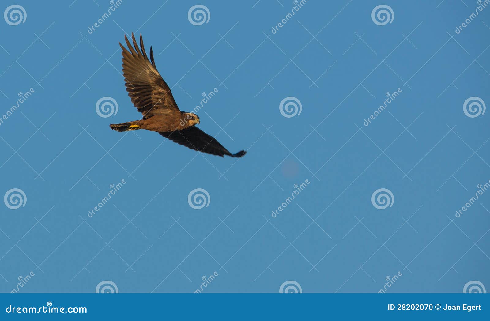 Marsh Harrier in flight stock photo. Image of dawn, llobregat - 28202070