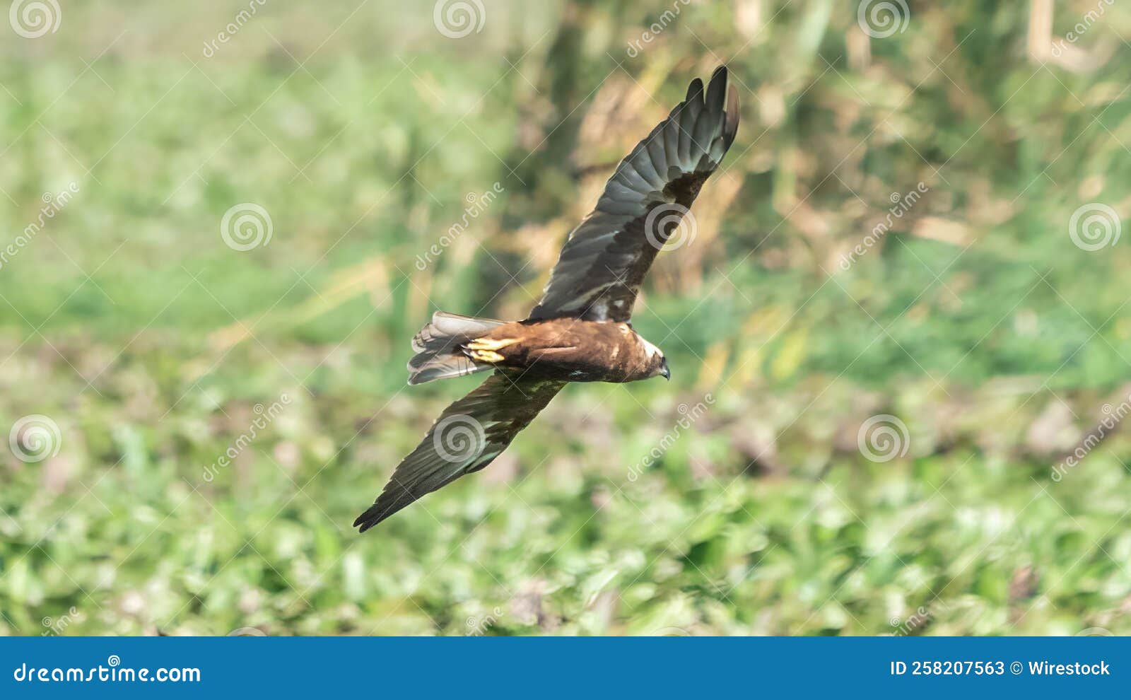 Marsh Harrier during Flight Over Greenery Field Stock Image - Image of ...