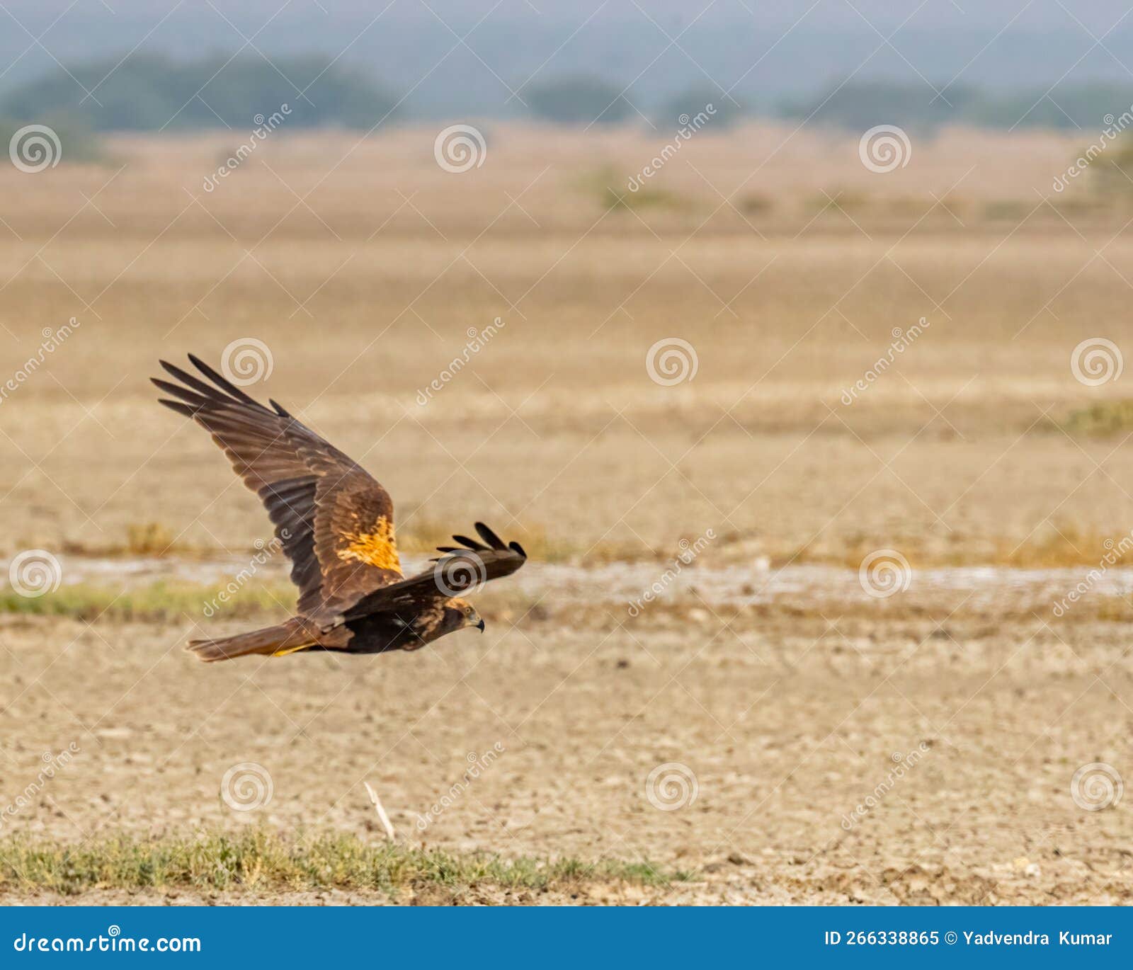 A Marsh Harrier in Flight with Wings in V Stock Image - Image of marsh ...