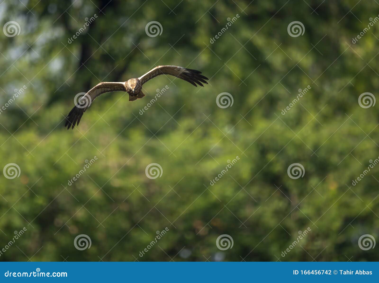 Marsh harrier Flying stock photo. Image of biosphere - 166456742