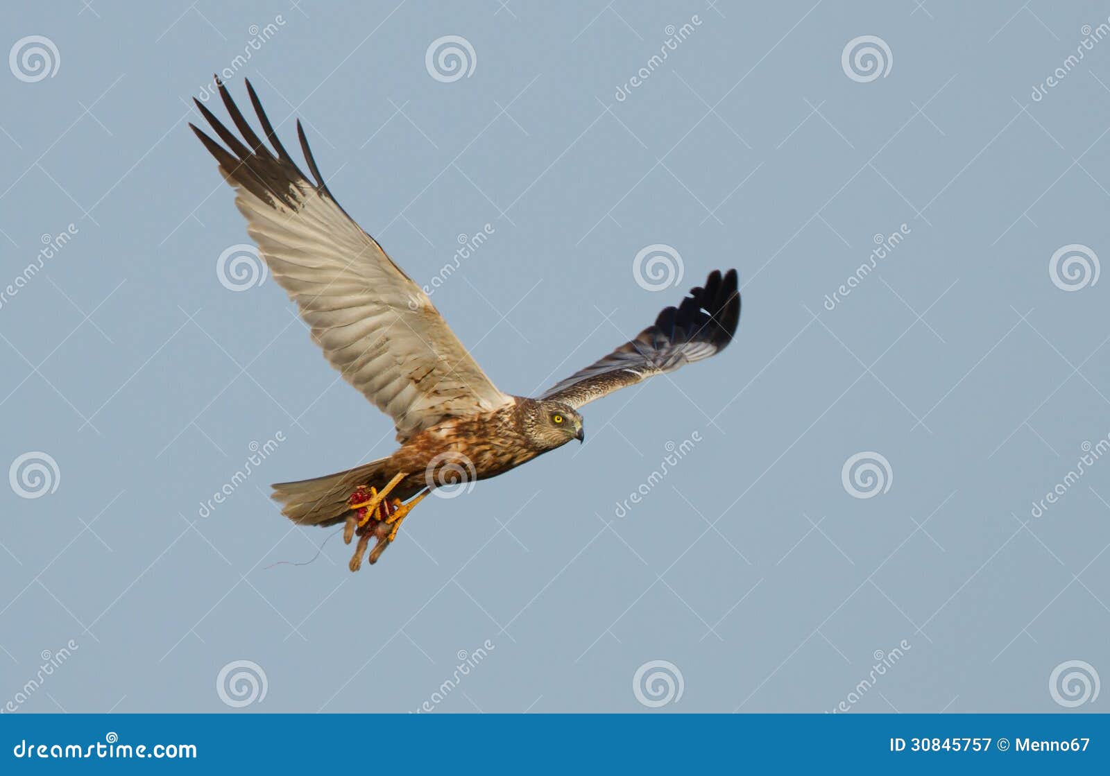 Marsh Harrier stock image. Image of male, biodiversity - 30845757