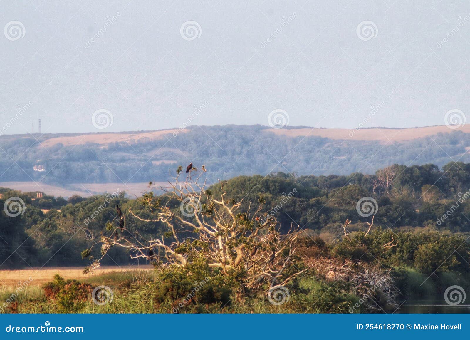 A Marsh Harrier Perched on Top of a Tree Stock Photo - Image of hill ...