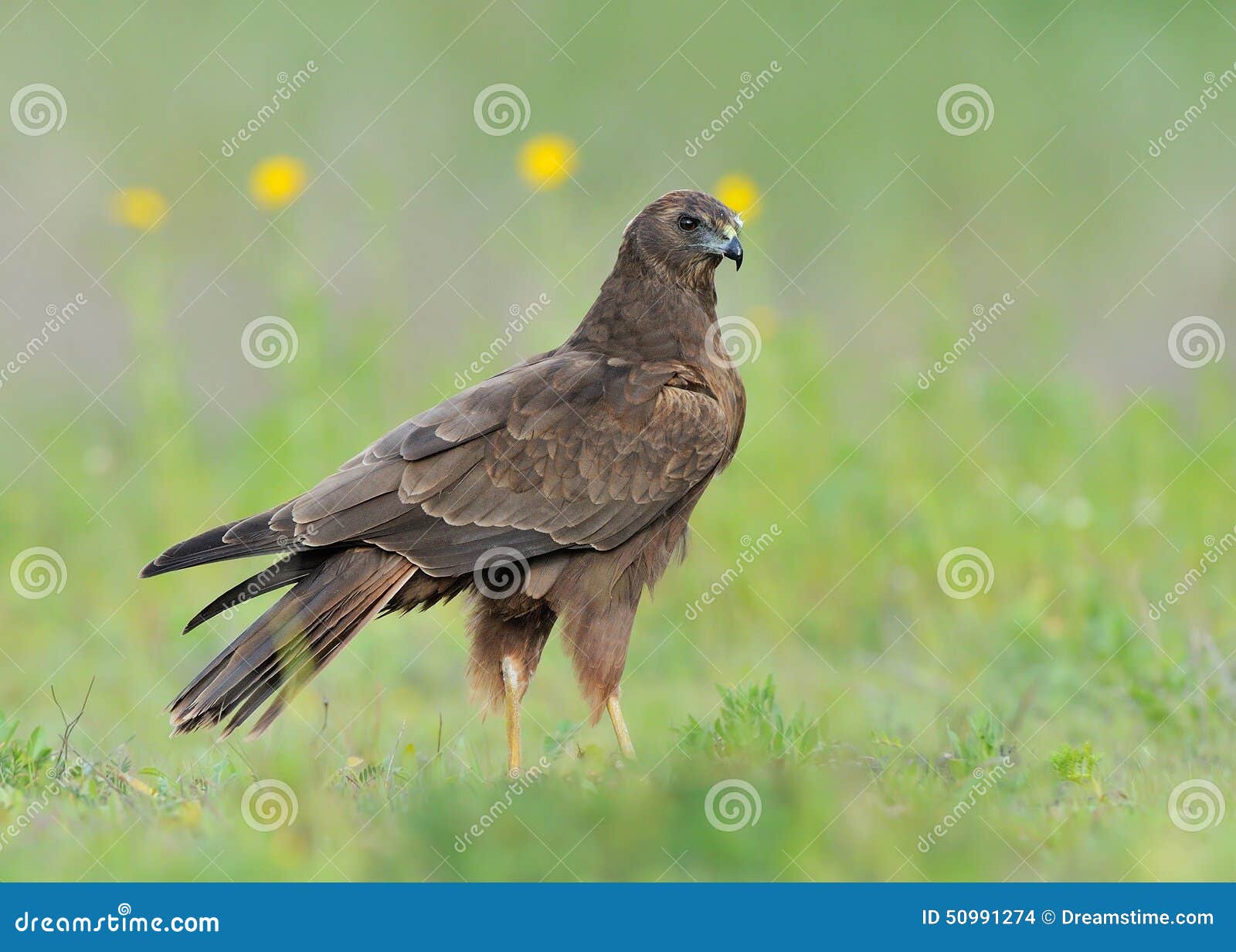 Marsh Harrier stock photo. Image of marsh, young, harrier - 50991274