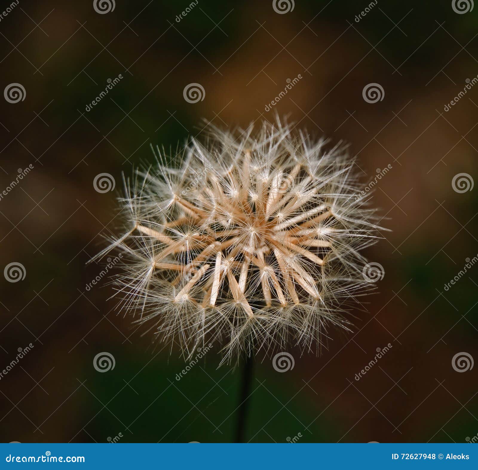 Marsh Hawksbeard (Crepis Paludosa) Stock Photo - Image of pappus ...