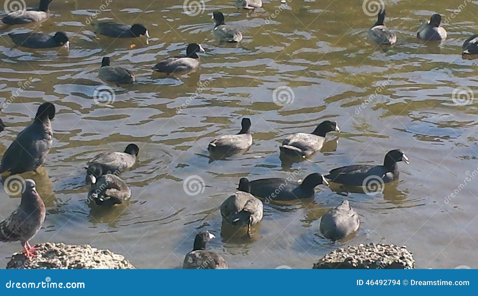 Marsh hens stock photo. Image of hens, marsh, feeding - 46492794