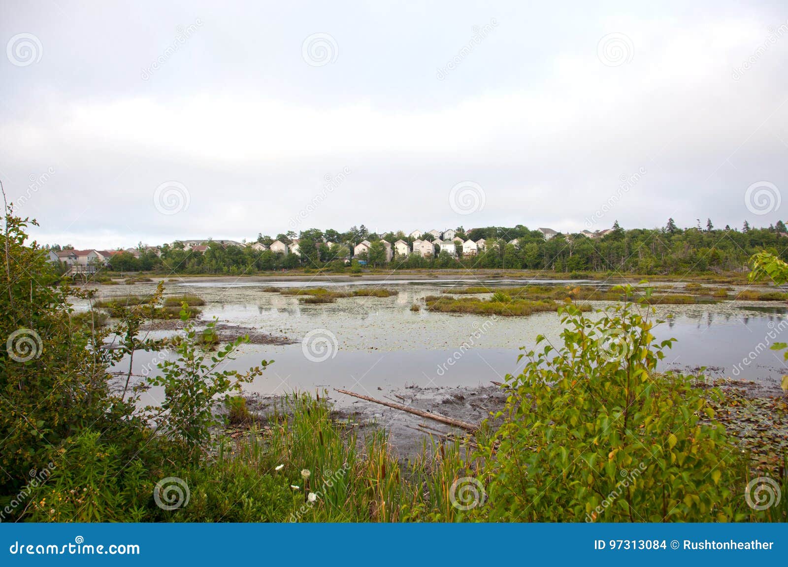 A marsh with homes behind stock photo. Image of cute - 97313084