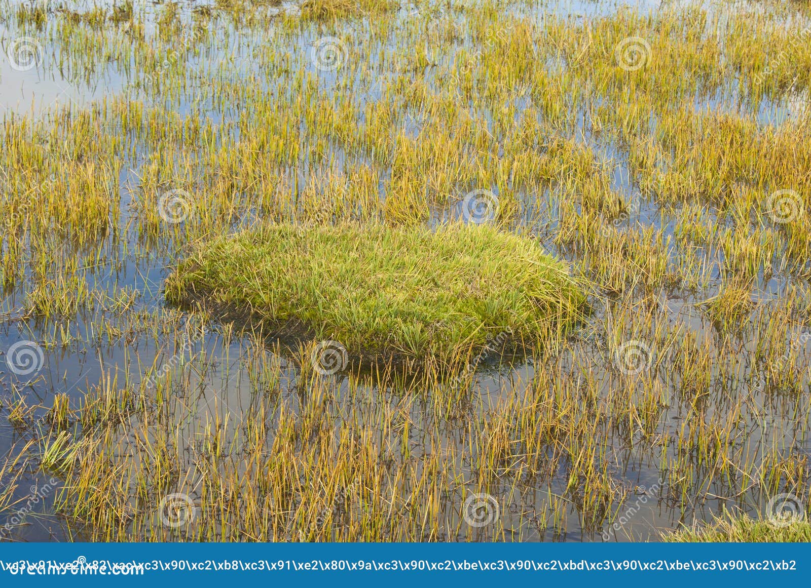 Marsh hummock stock image. Image of ground, sapropel - 103219419