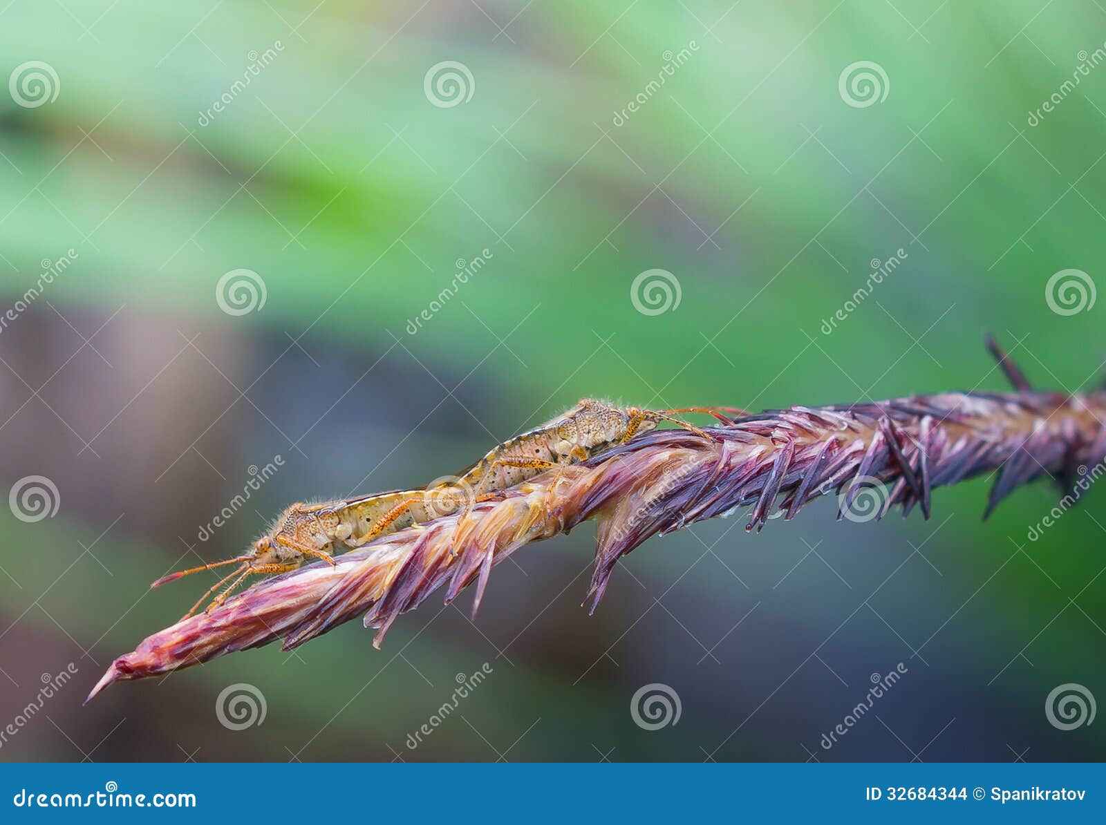 Marsh insects mating stock photo. Image of life, reproduction - 32684344
