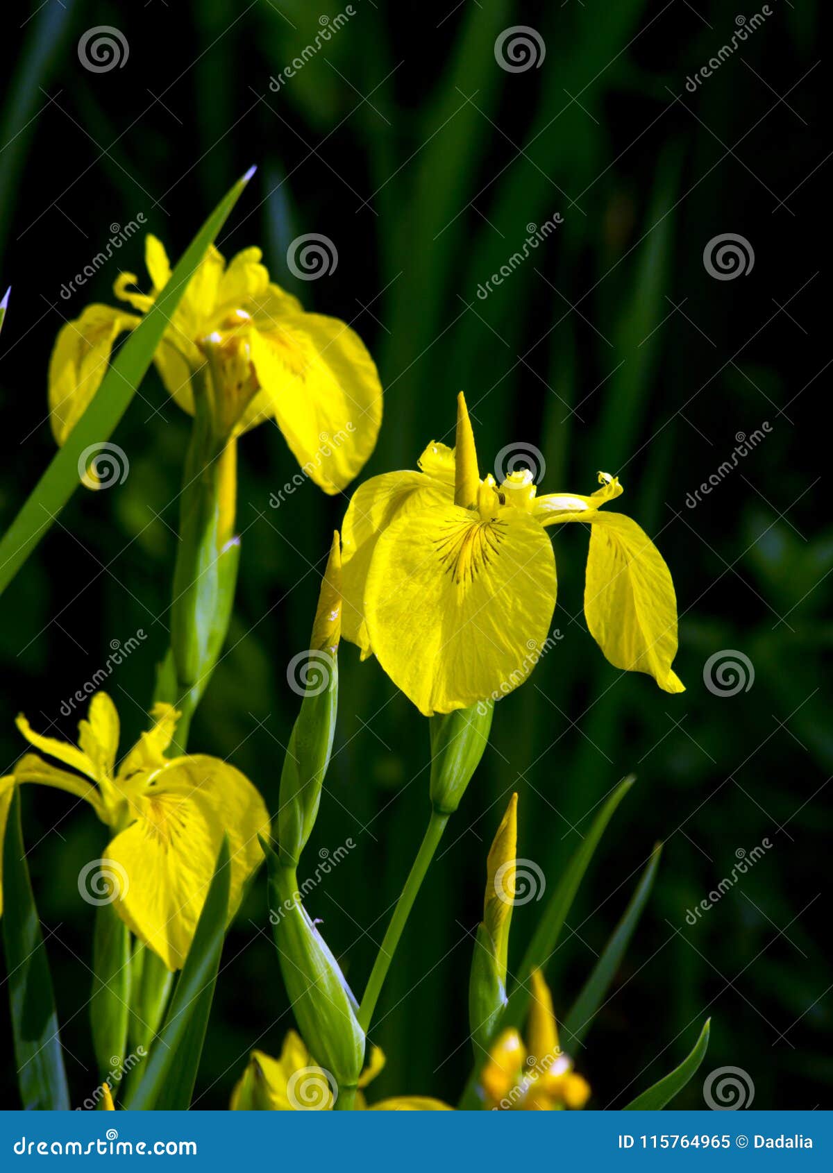 Marsh Iris Iris Pseudacorus. Stock Image - Image of space, nature ...