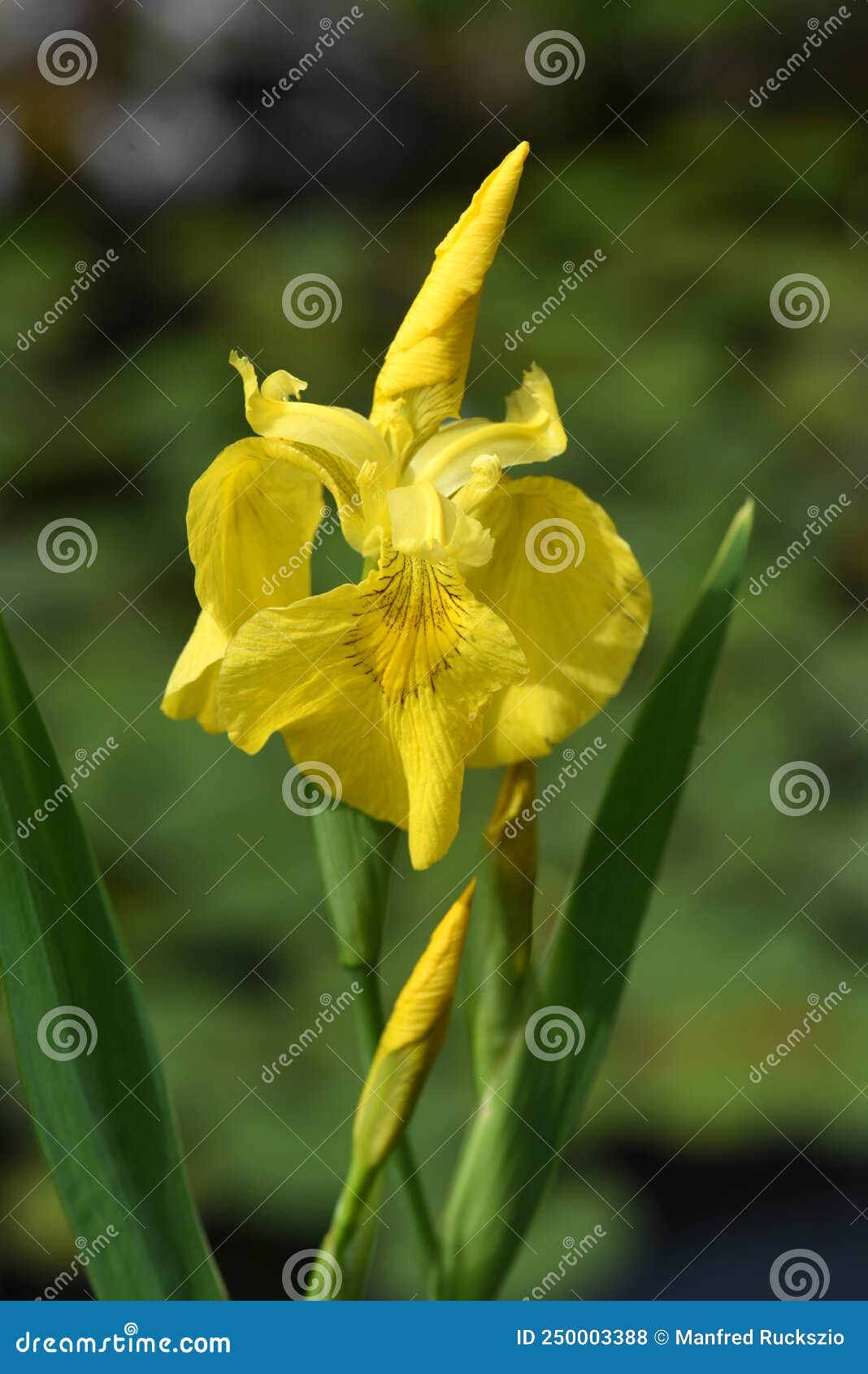 Marsh Iris, Iris Pseudacorus Stock Photo - Image of wild, remedies ...