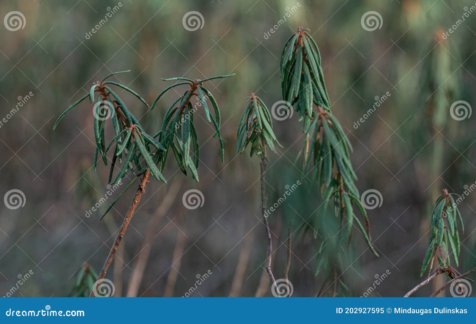 Marsh Labrador Tea Plant in the Forest Stock Image - Image of herb ...