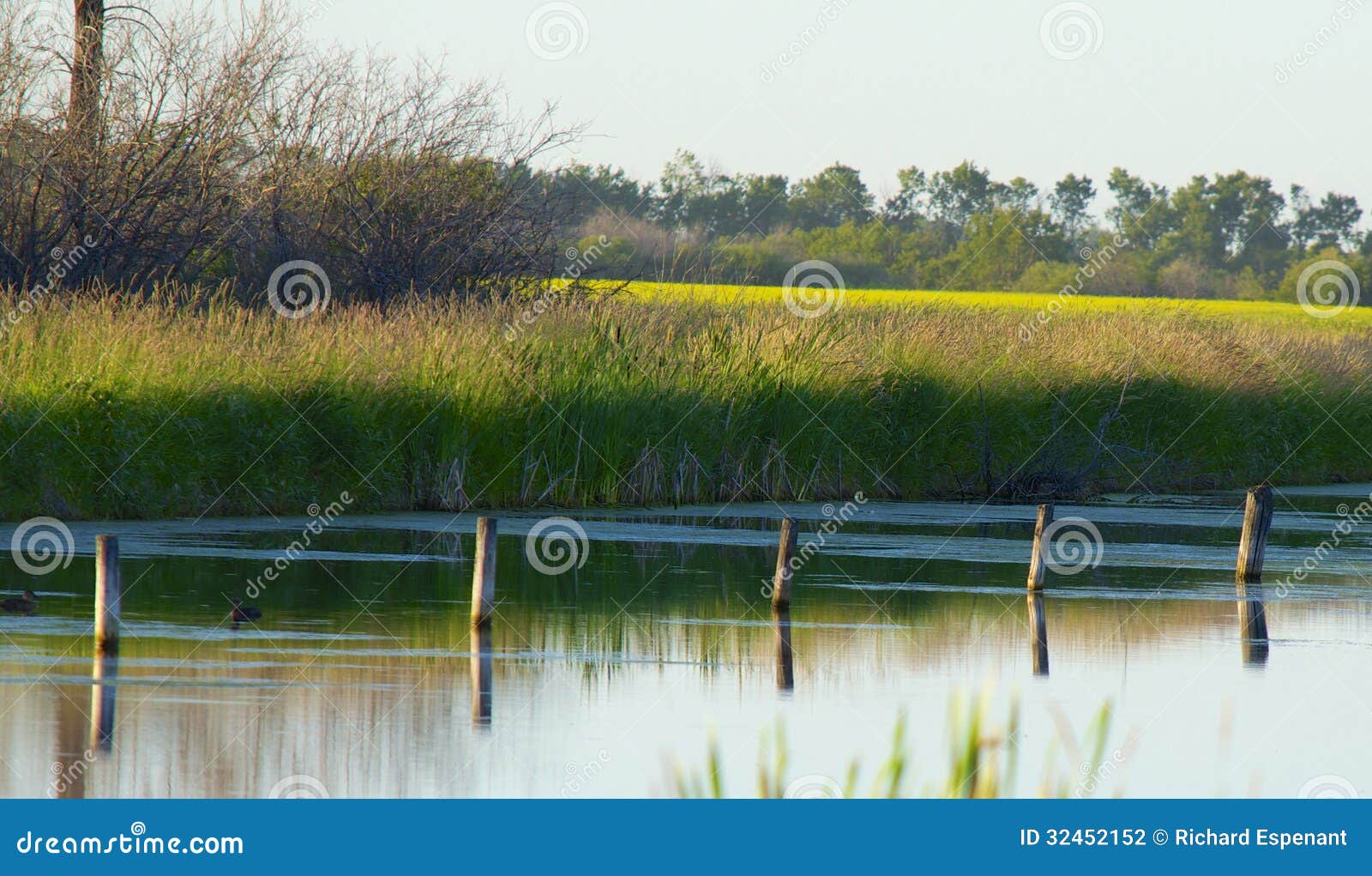 Marsh land with posts stock photo. Image of meadow, post - 32452152