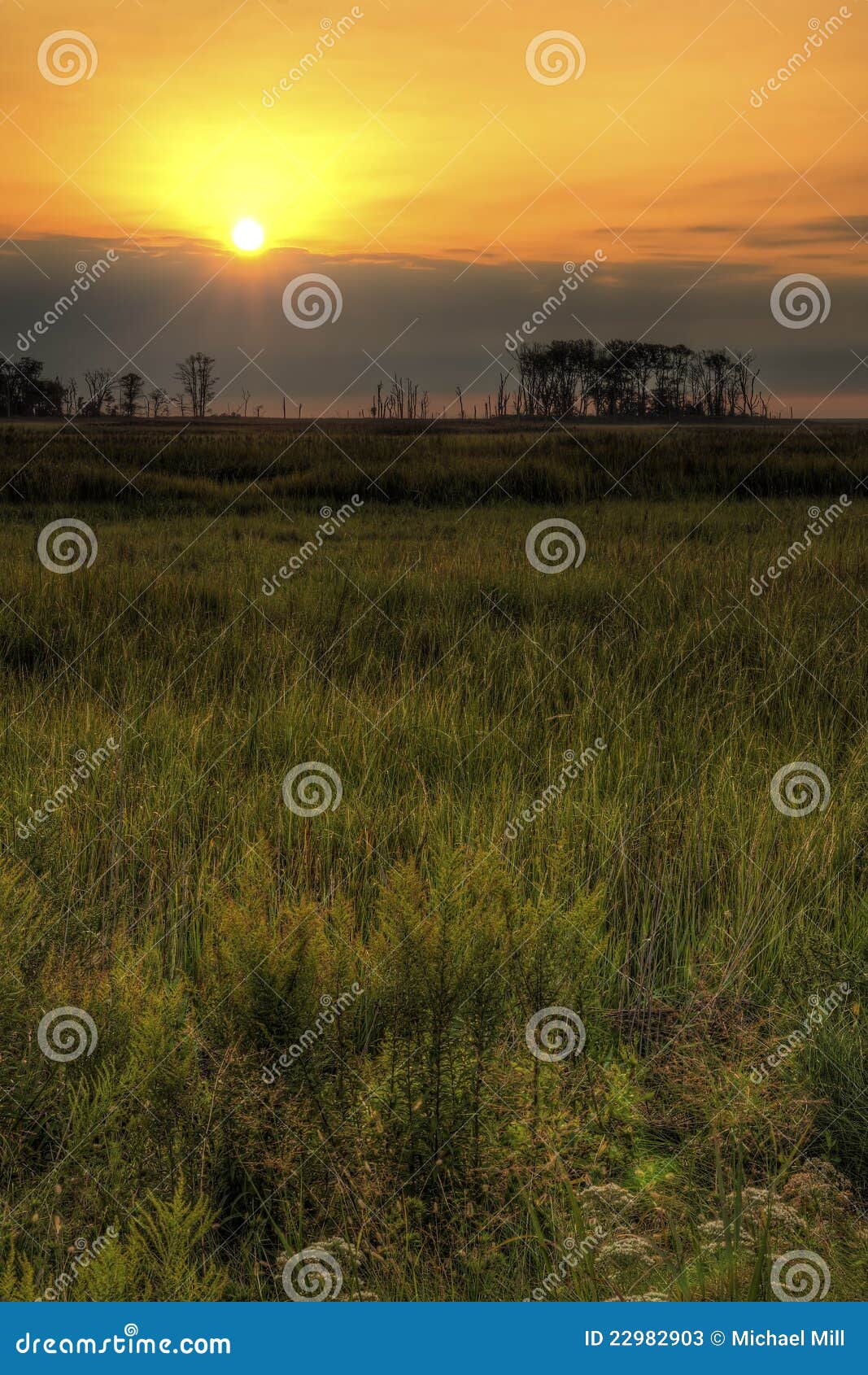 Marsh Land Sunrise stock image. Image of grass, grassland - 22982903