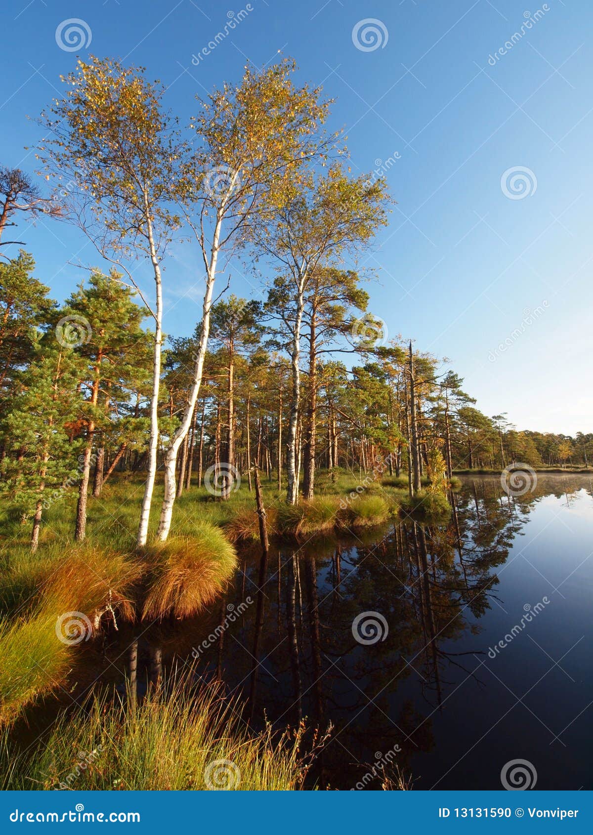 Marsh landscape stock photo. Image of nature, scenic - 13131590