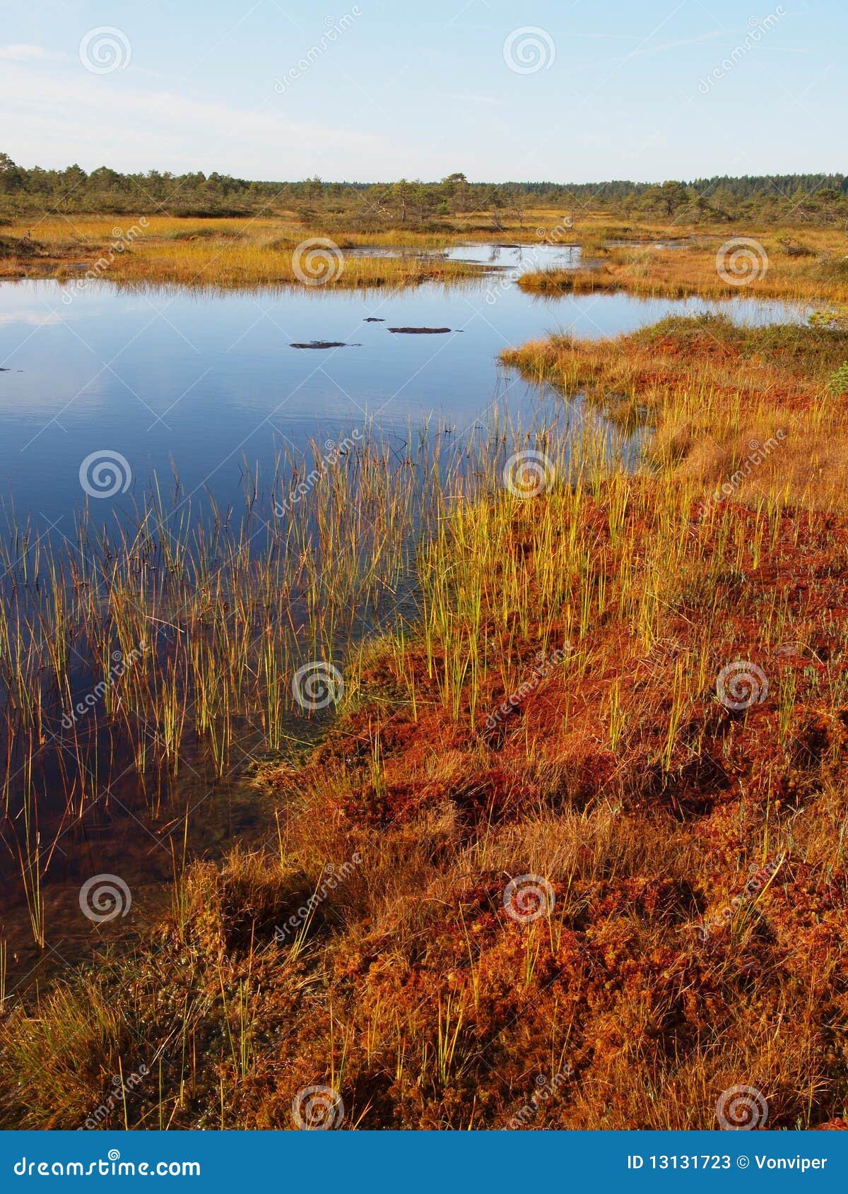 Marsh Landscape With Dead Trees And Reed In The Flemish Countryside ...