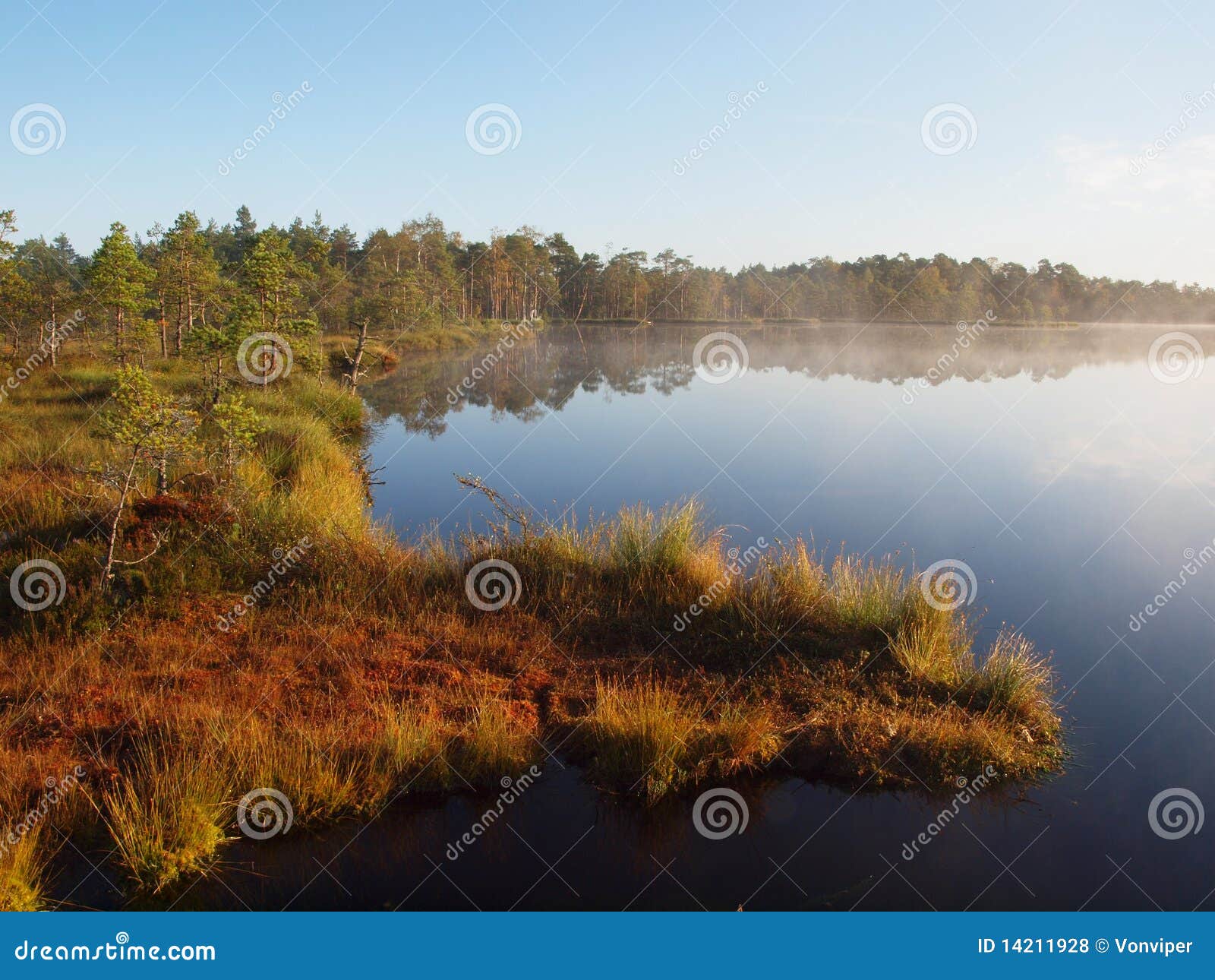 Marsh Landscape With Dead Trees And Reed In The Flemish Countryside ...