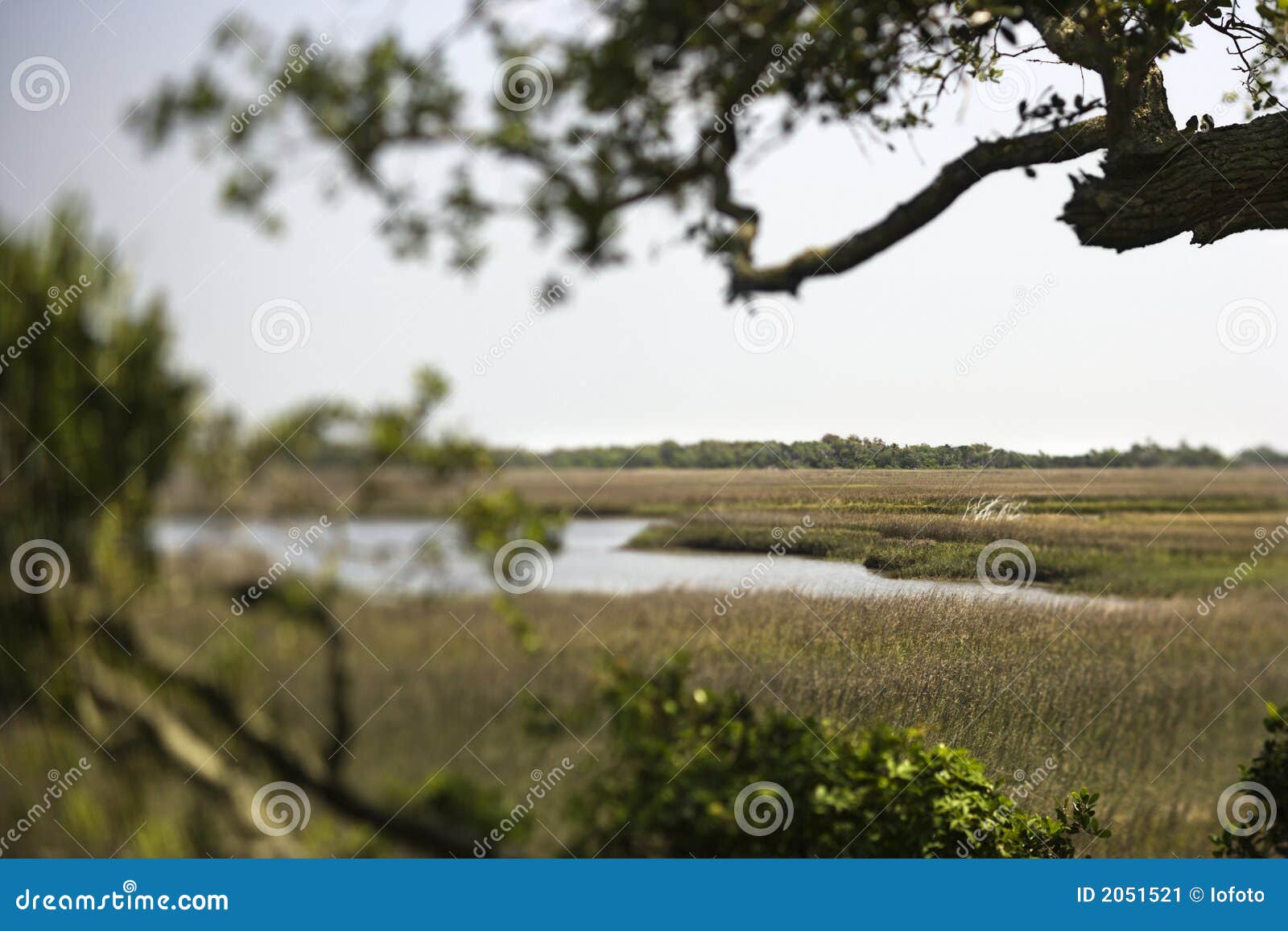 Marsh Landscape With Dead Trees And Reed In The Flemish Countryside ...