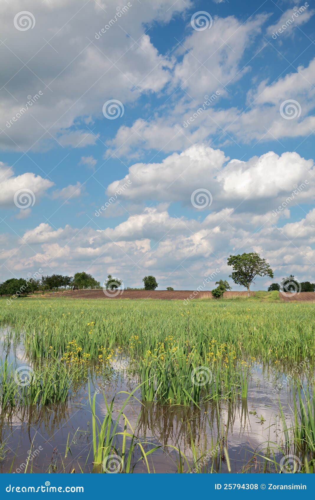 Marsh landscape stock photo. Image of farm, scene, countryside - 25794308