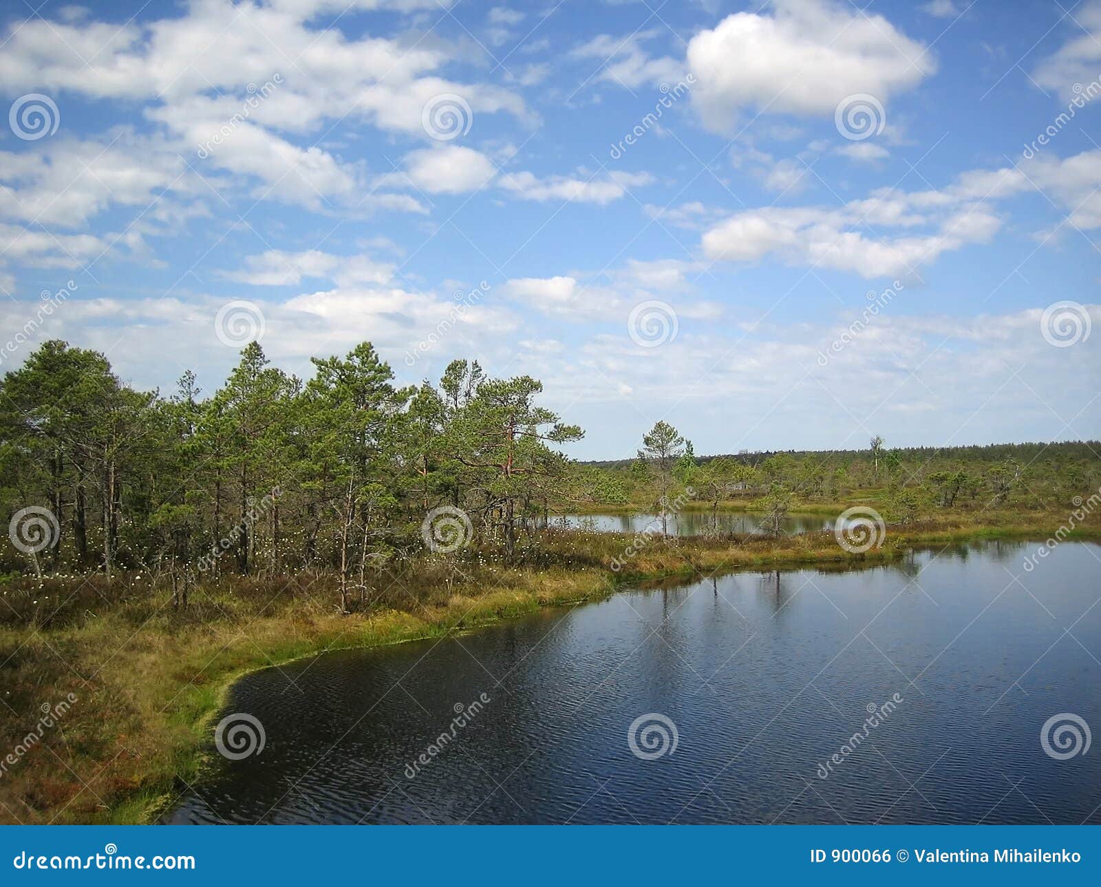 Marsh landscape. stock photo. Image of track, alone, nature - 900066