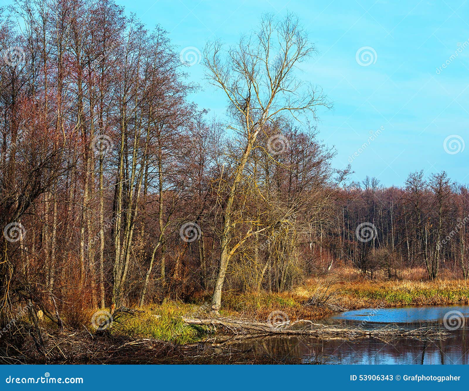 Marsh stock image. Image of morning, reflection, mysterious - 53906343
