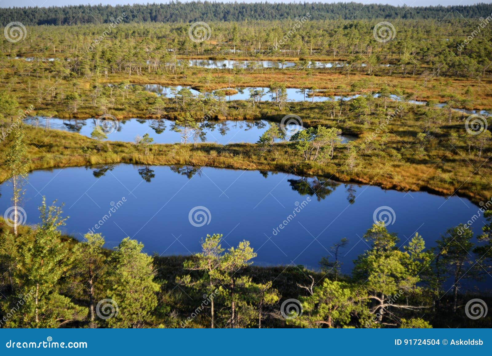 Marsh Landscape with Lakes, Trees and a Clear Sky. Stock Photo - Image ...