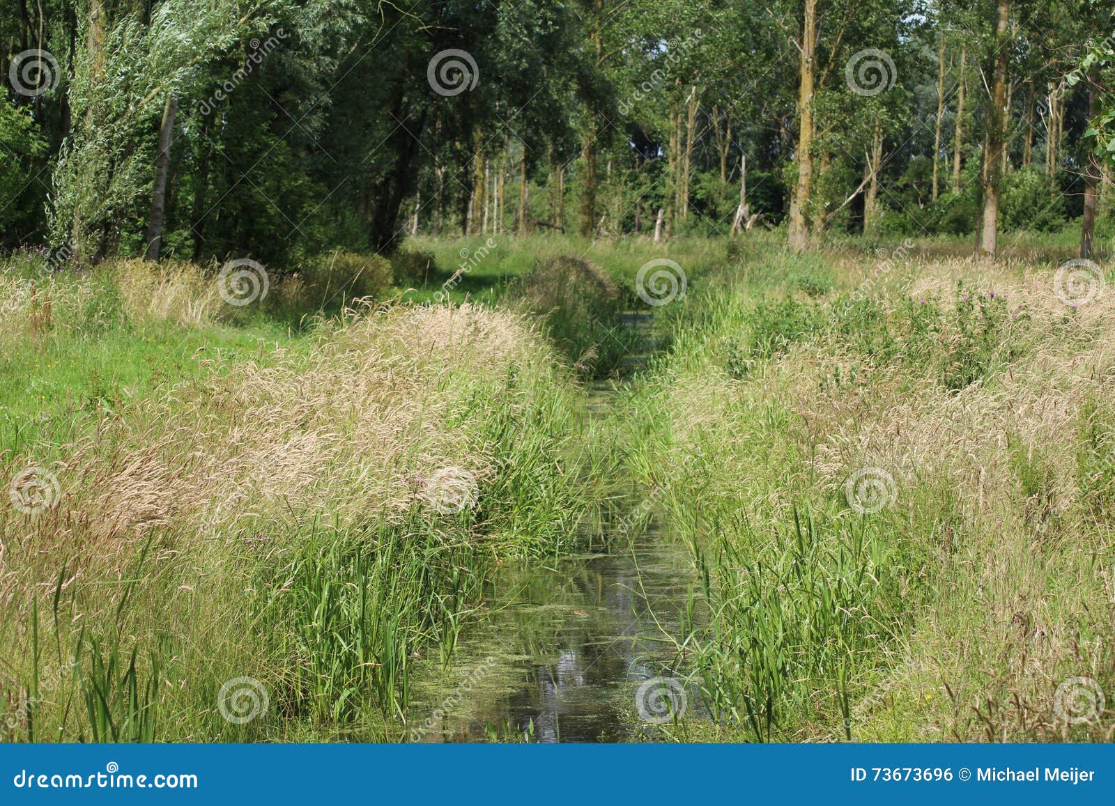 Marsh landscape stock photo. Image of netherlands, river - 73673696