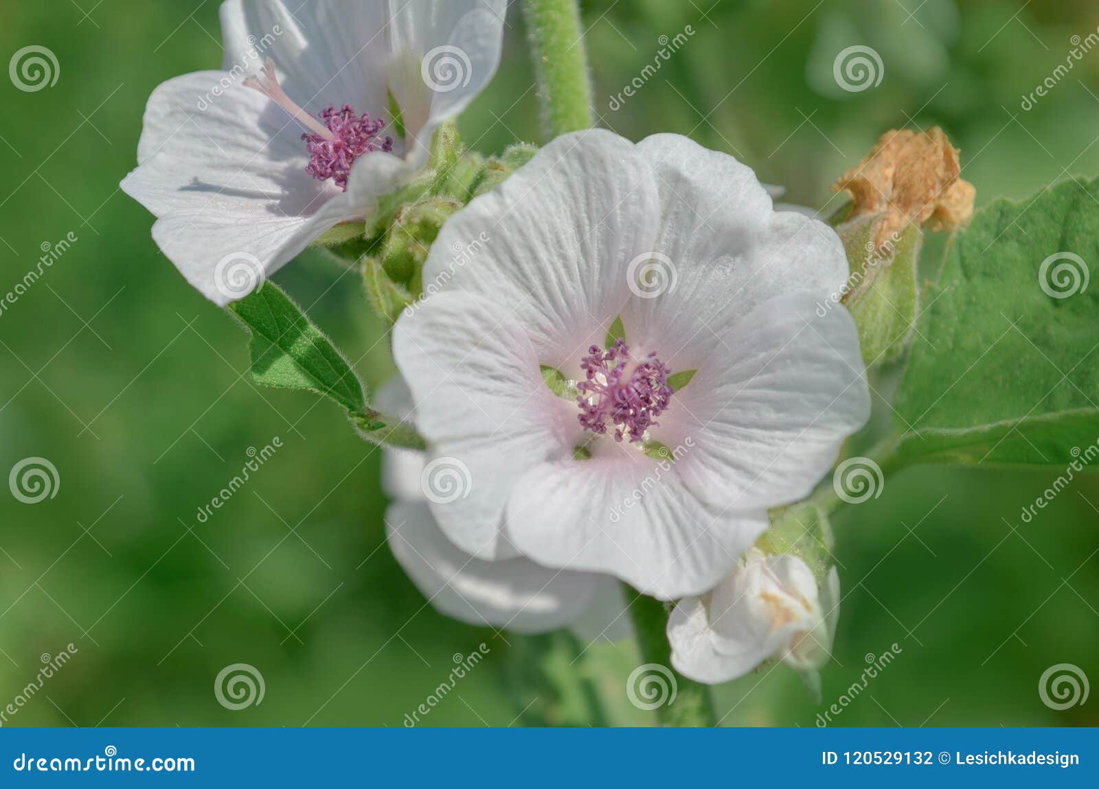 Marsh mallow flower stock photo. Image of alternative - 120529132