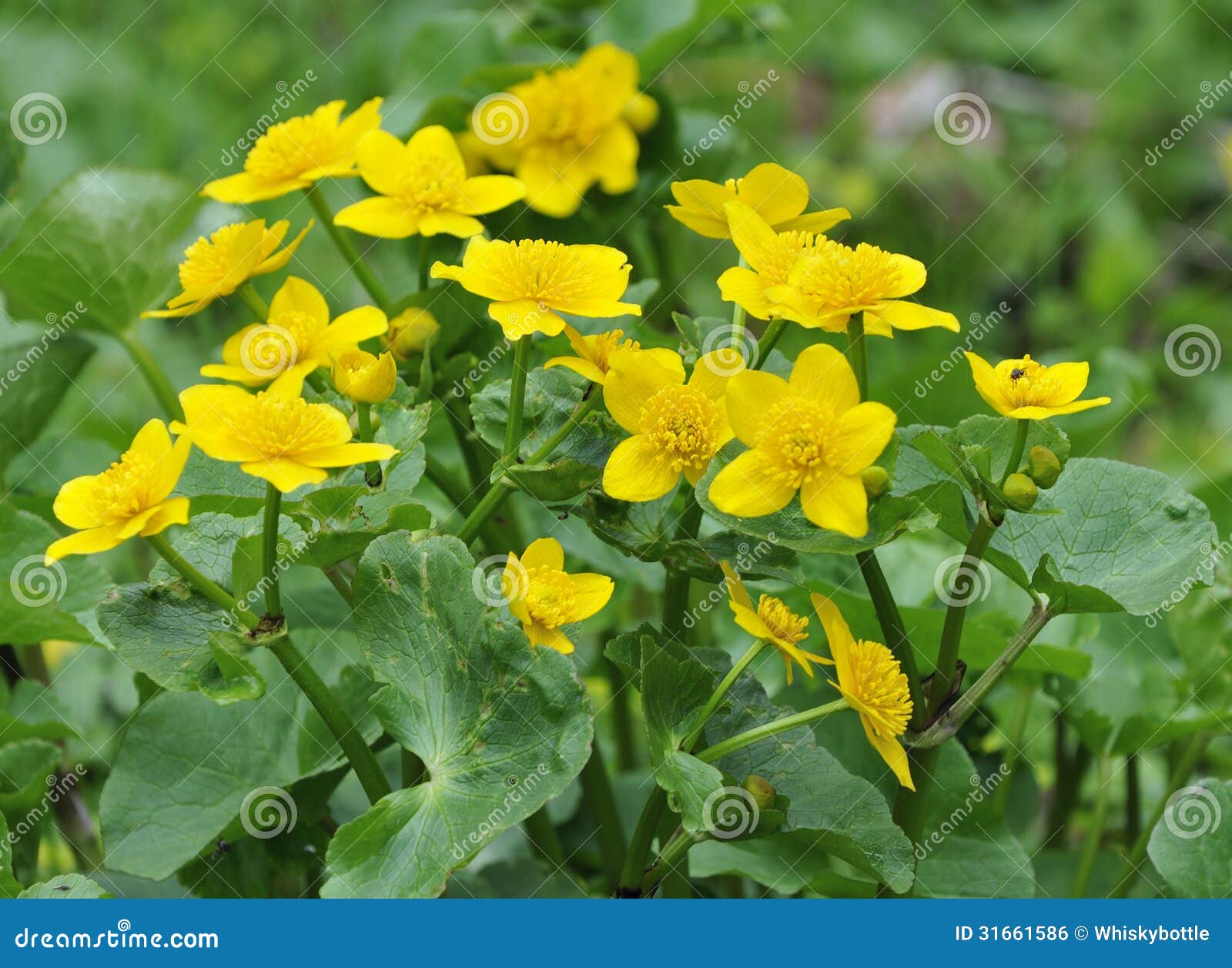 Marsh Marigold foto de archivo. Imagen de verde, pantano - 31661586