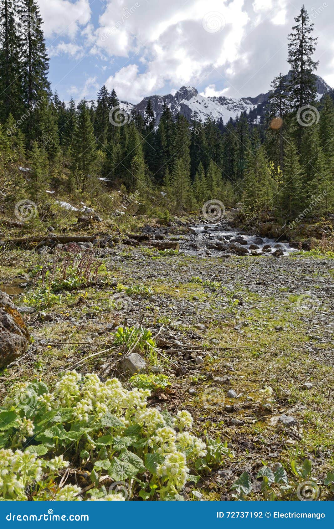 Marsh marigold stock photo. Image of flowers, mountains - 72737192