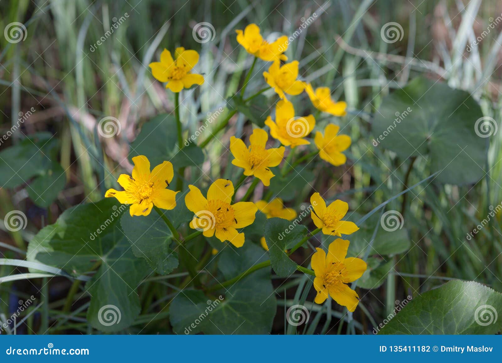 Marsh Marigold Blooming in a Wet Forest Stock Photo - Image of caltha ...