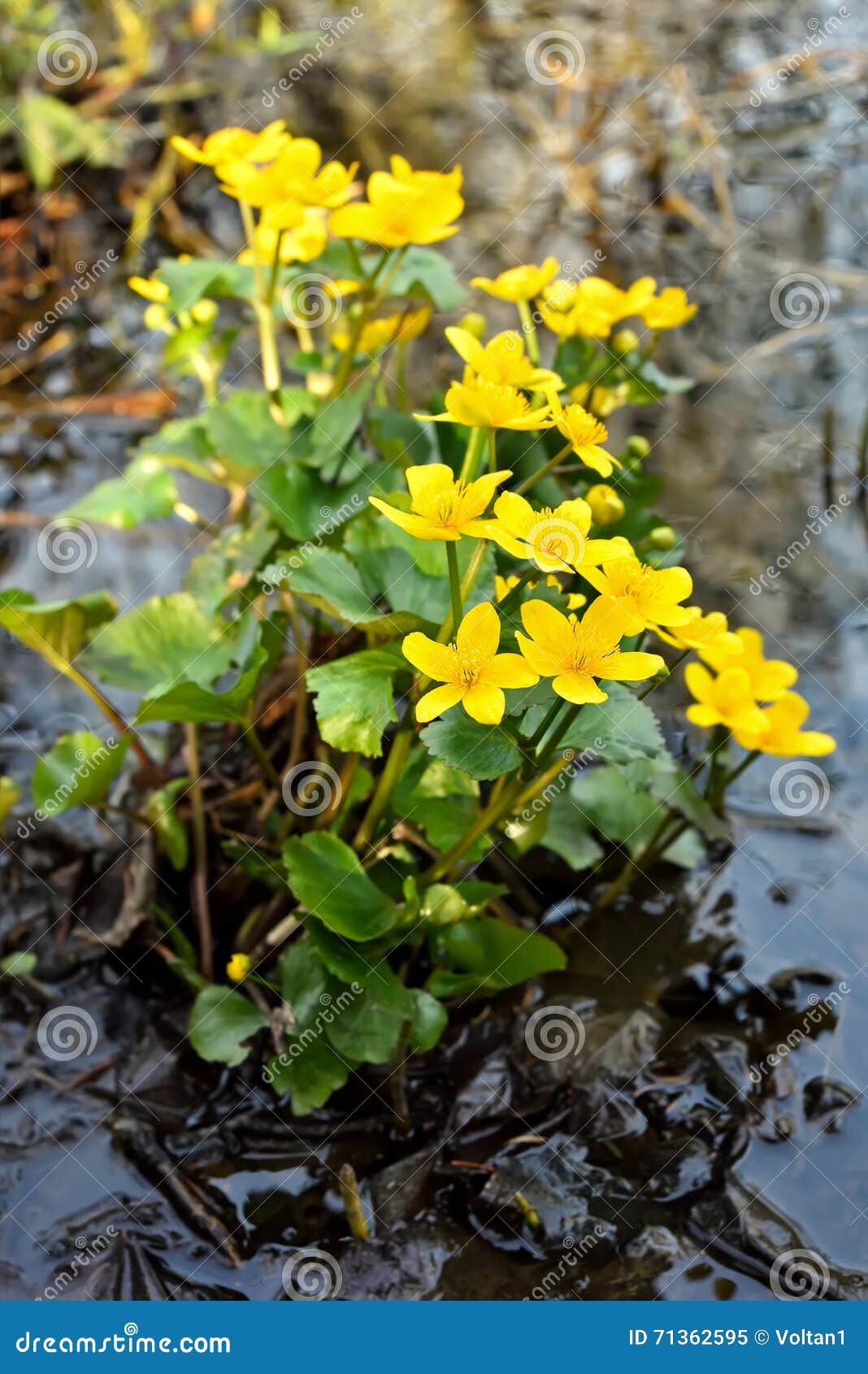 Caltha Palustris Growing In Swamp. Spring Flowers. Marsh Marigold ...