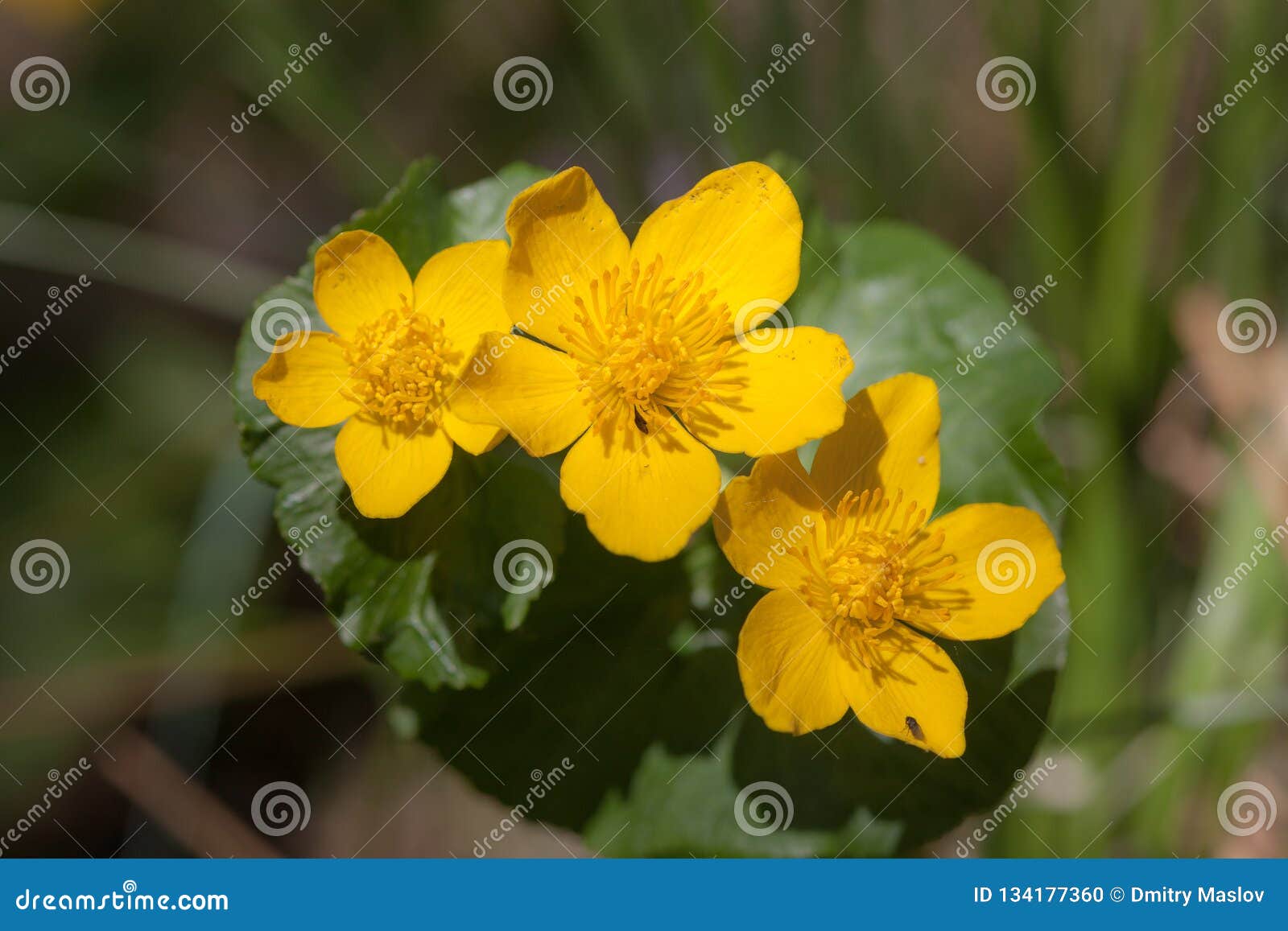 Marsh marigold closeup stock photo. Image of spring - 134177360