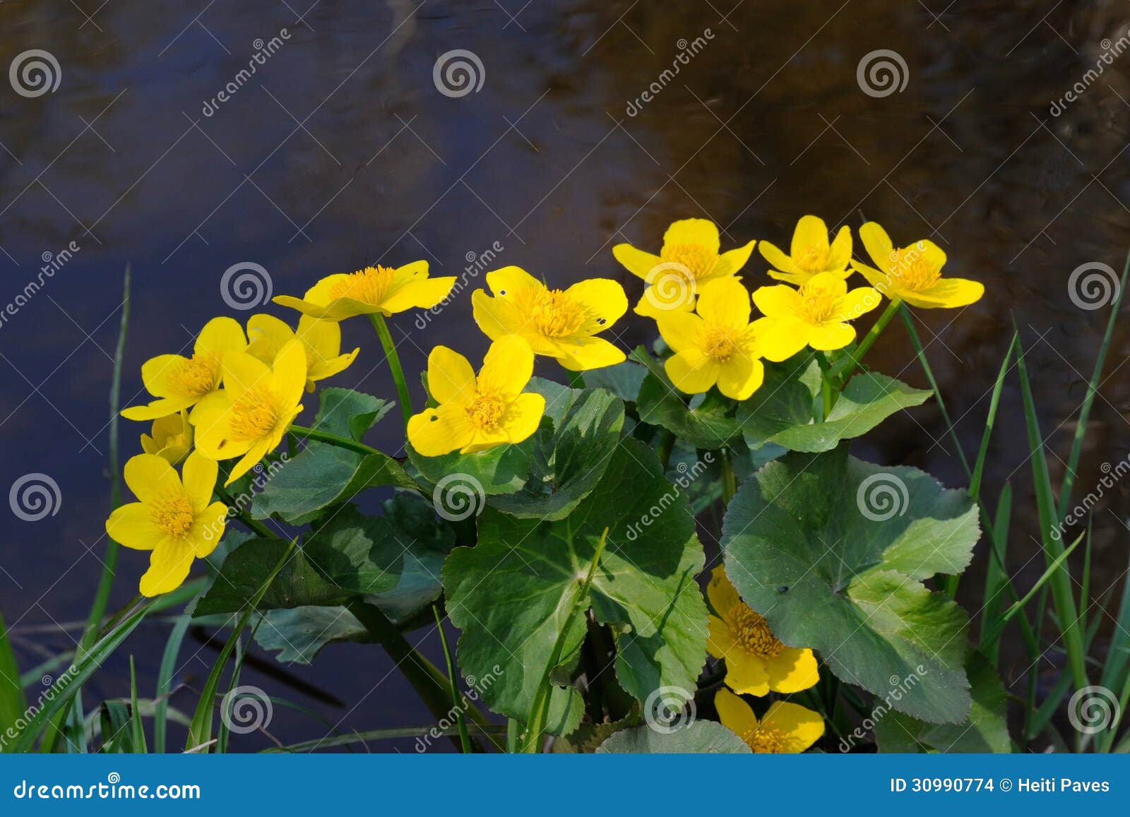 Marsh marigold stock photo. Image of floral, stamens - 30990774