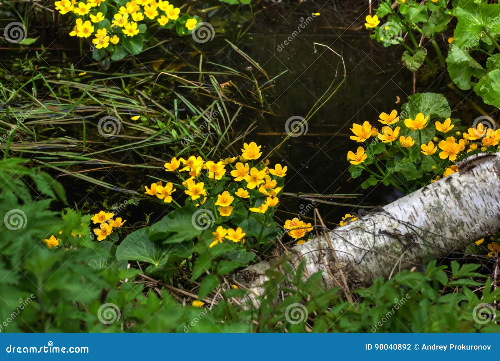 Marsh Marigold. Spring Flower. Stock Photo - Image of people, macro ...