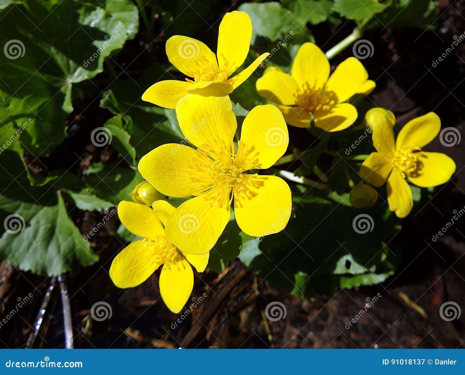 Marsh Marigold, Yellow Flower, Stock Image - Image of marsh, beauty ...