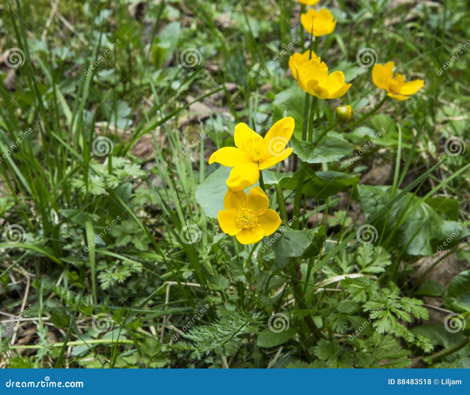 Marsh Marigold Yellow Flowers on the Grass Stock Photo - Image of ...