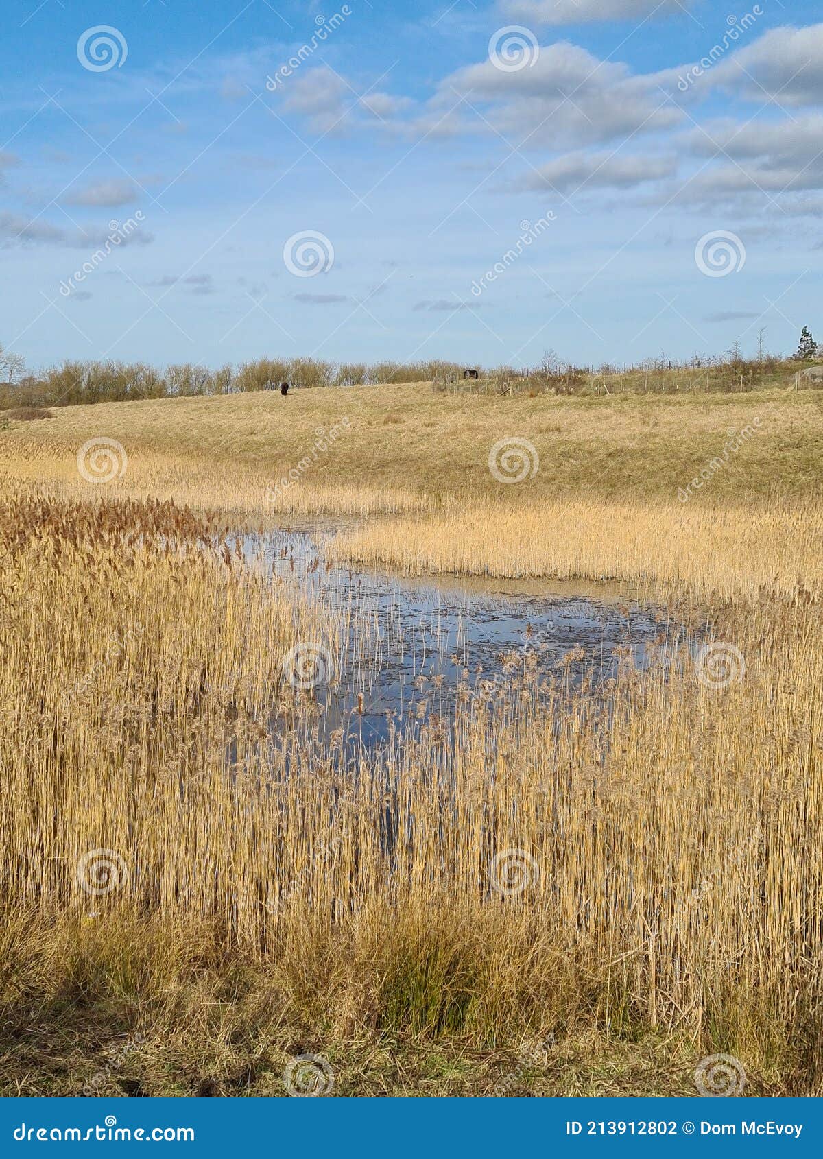 The marsh is mellow stock photo. Image of autumn, rock - 213912802
