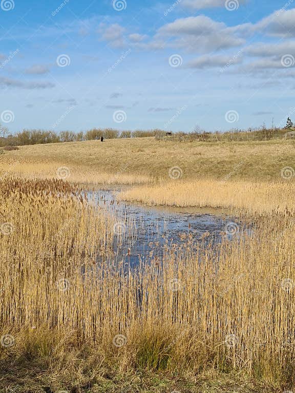 The marsh is mellow stock photo. Image of autumn, rock - 213912802