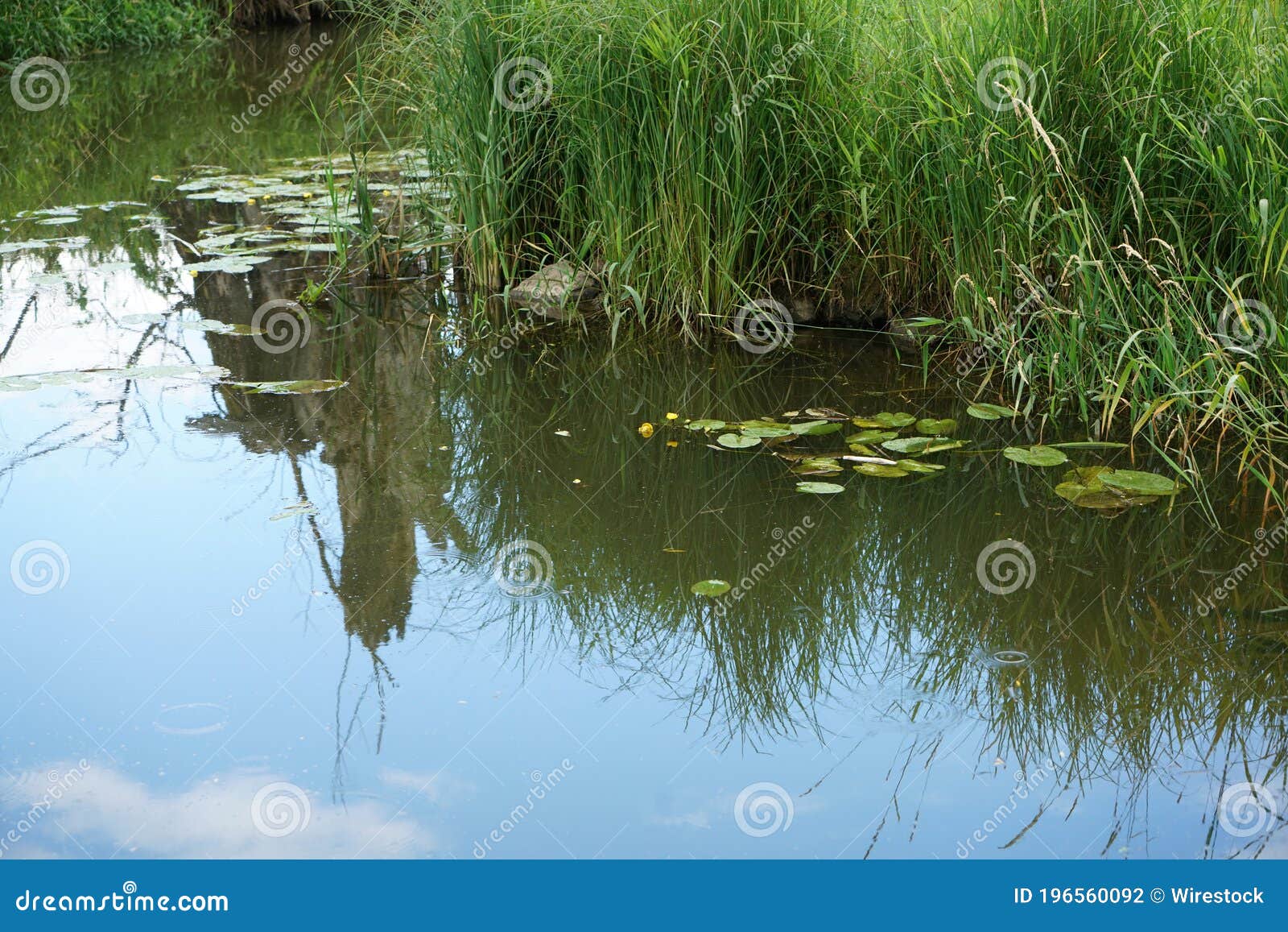 Marsh Nature with Grass Reflections on the Water Stock Photo - Image of ...