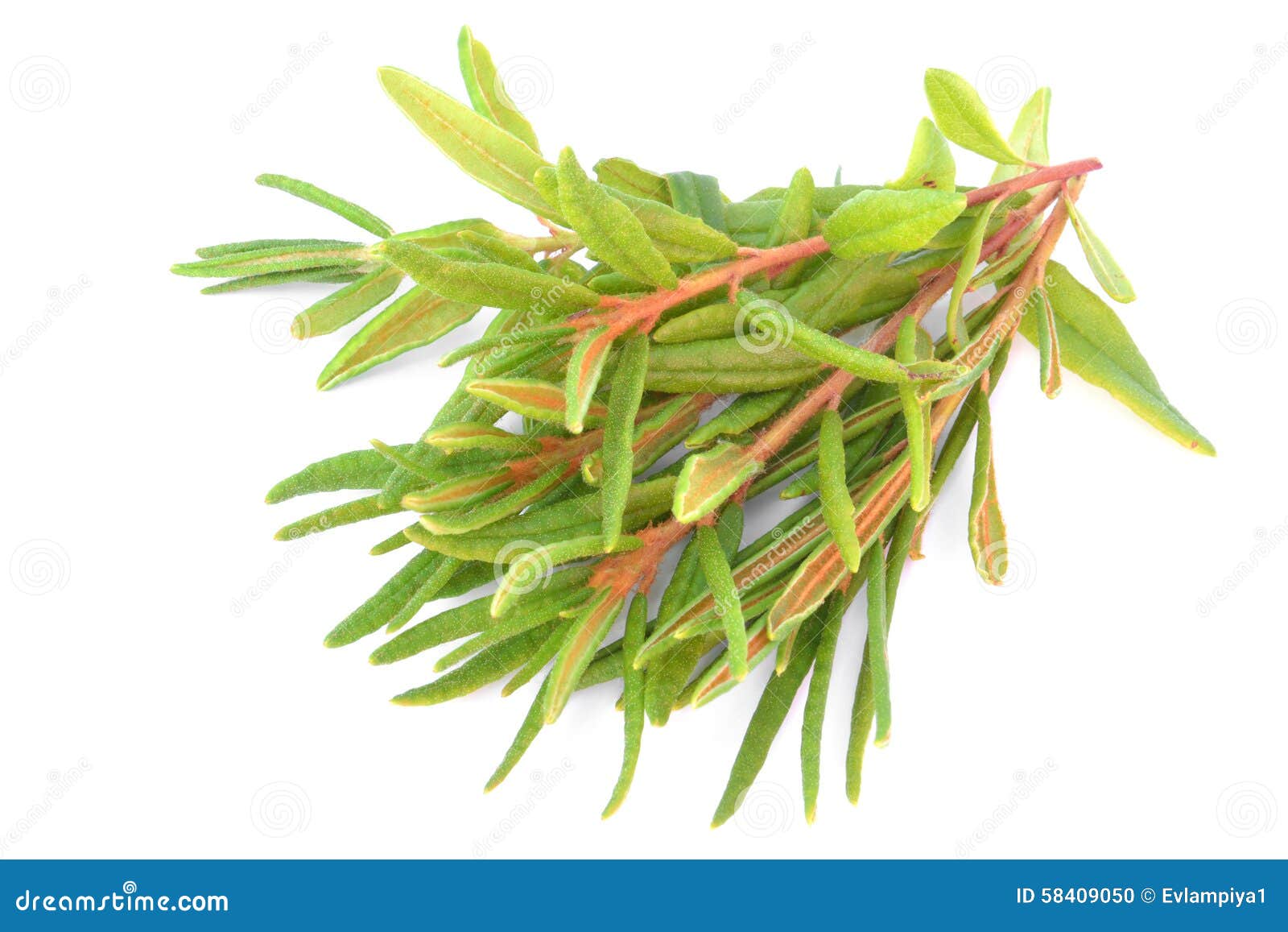 Marsh (Northern) Labrador Tea Stock Photo - Image of labrador, closeup ...