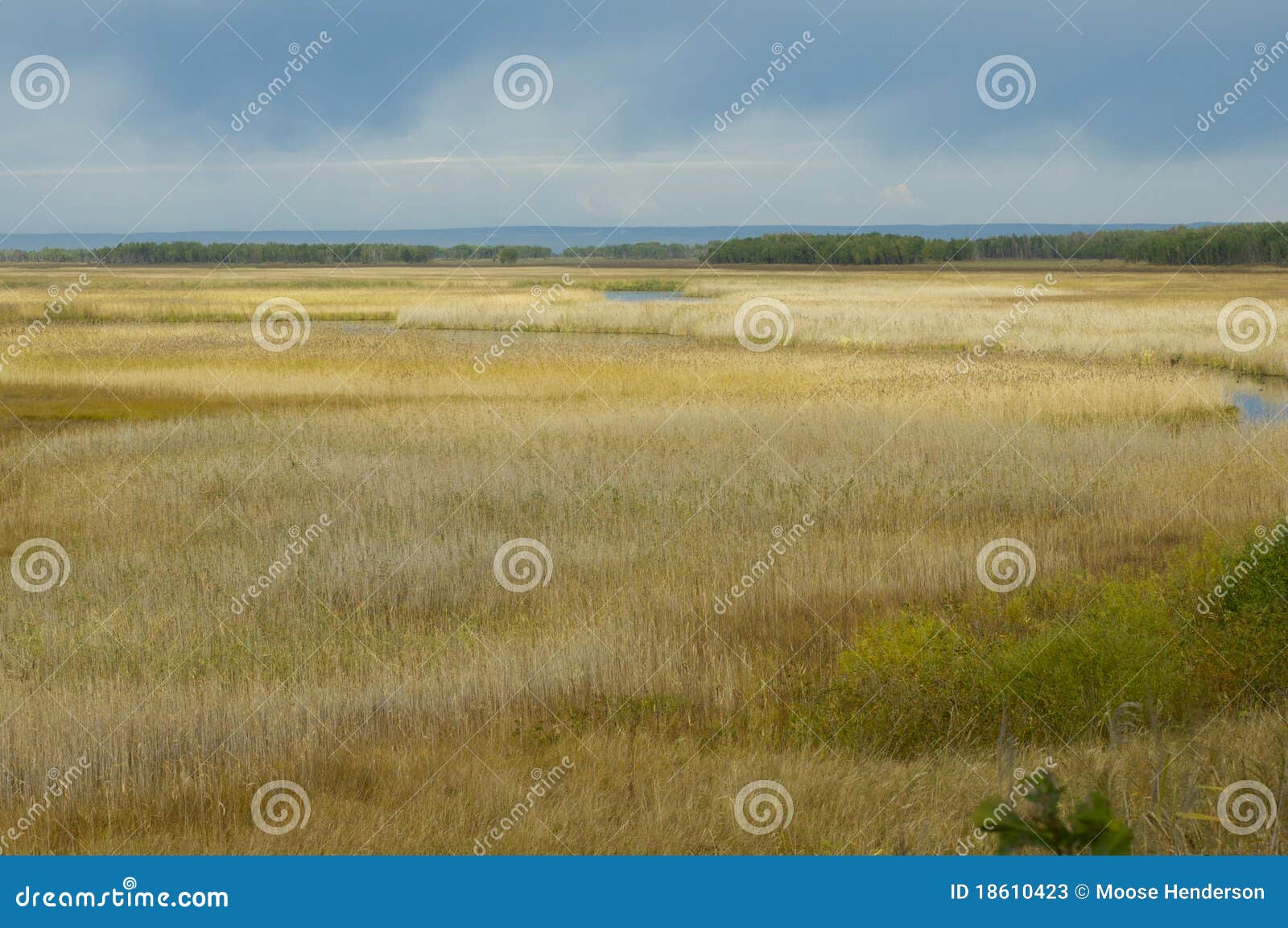 Marsh or Open Wetland stock image. Image of clouds, grass - 18610423