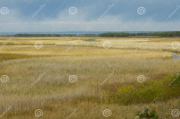Marsh or Open Wetland stock image. Image of clouds, grass - 18610423