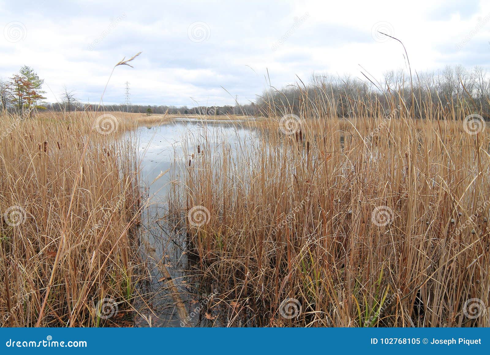 Marsh Opening image stock. Image du ciel, midwest, herbe - 102768105