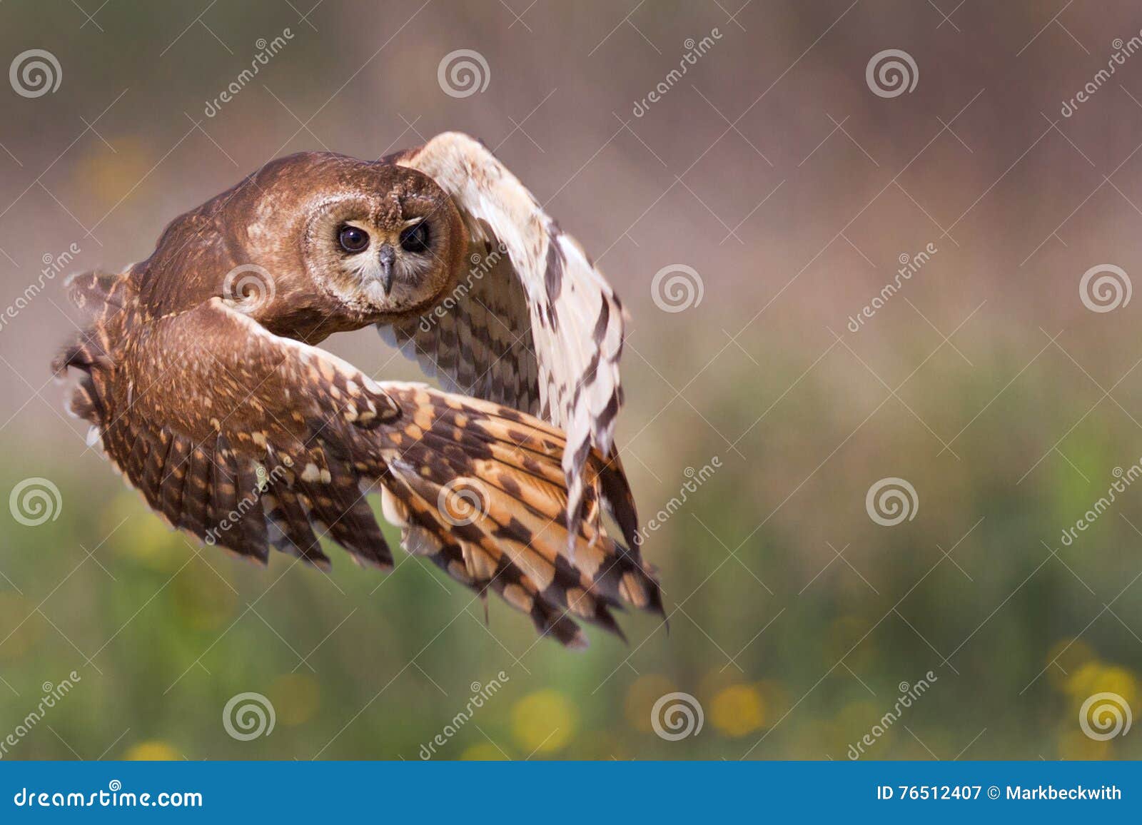 Marsh Owl stock image. Image of contact, beak, feather - 76512407