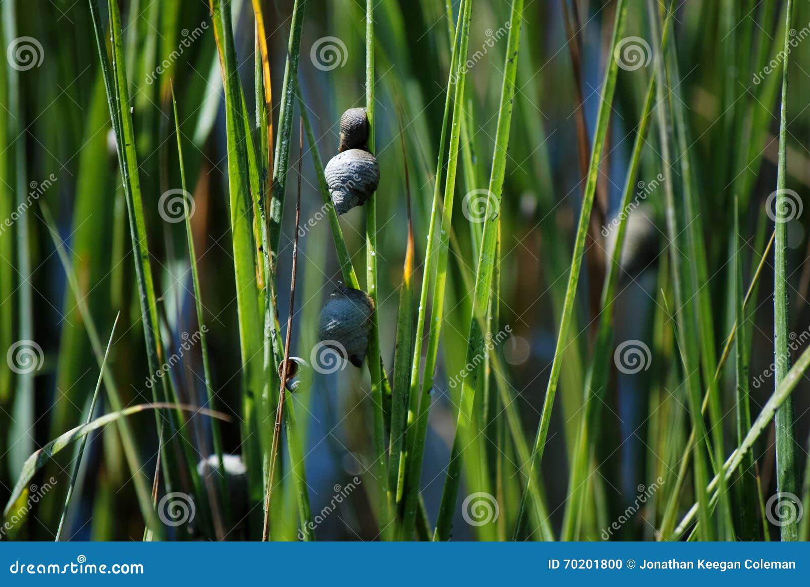 Marsh Periwinkles stock photo. Image of snails, outdoors - 70201800
