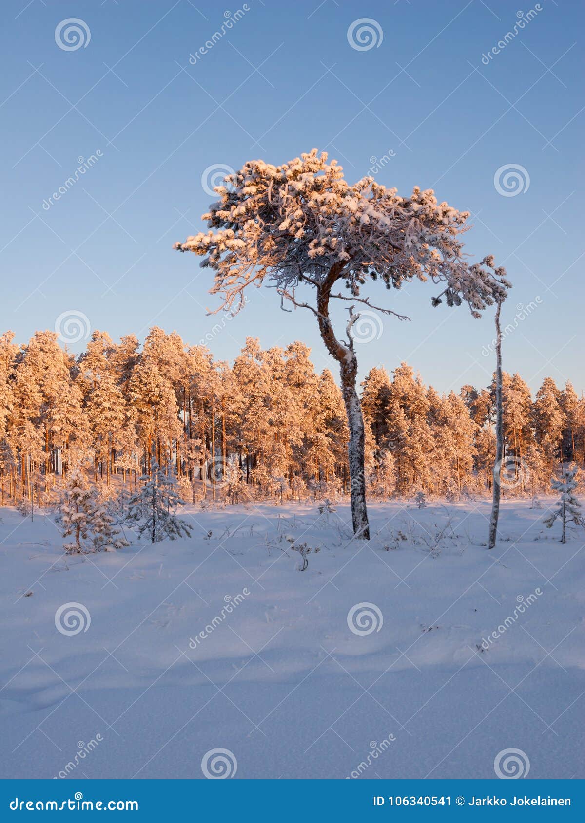 Marsh Pine on a Cold Winter Day Stock Image - Image of conifer, snowy ...