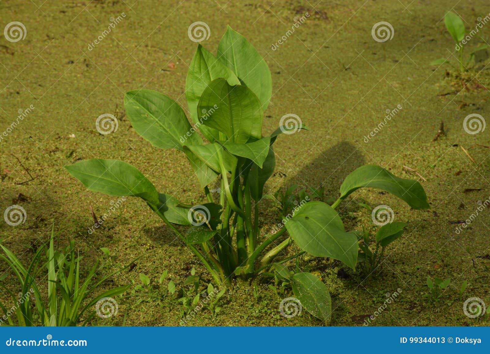 Marsh plant stock image. Image of water, nature, texture - 99344013